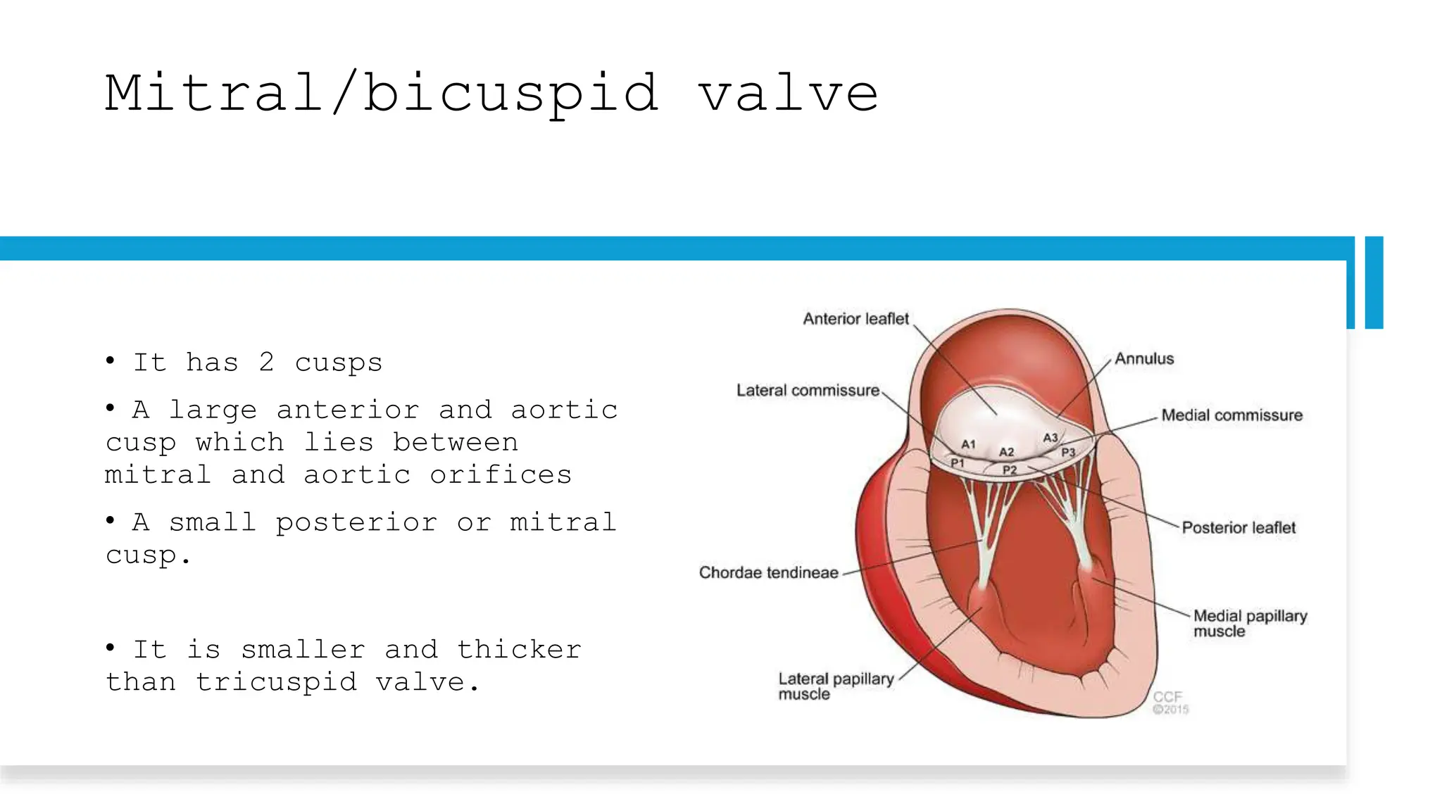 ANATOMY OF HEART - CARDIOVASCULAR SYSTEM | PPTX