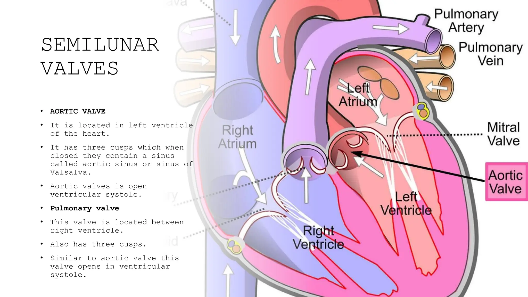 ANATOMY OF HEART - CARDIOVASCULAR SYSTEM | PPTX | Heart and ...