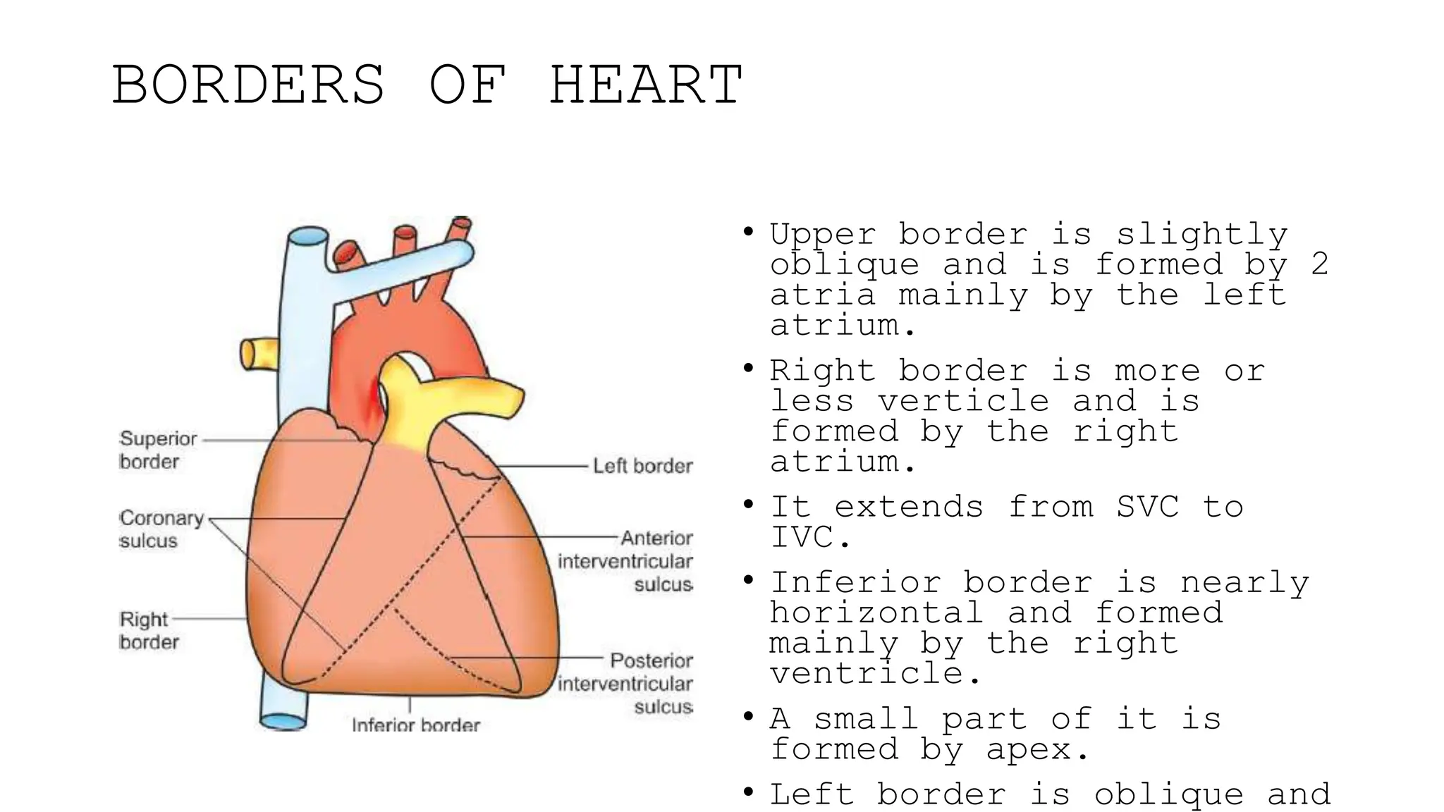 ANATOMY OF HEART - CARDIOVASCULAR SYSTEM | PPTX