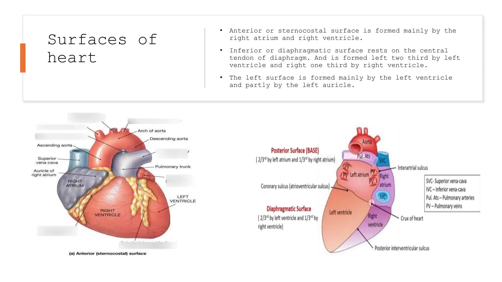 ANATOMY OF HEART - CARDIOVASCULAR SYSTEM | PPTX