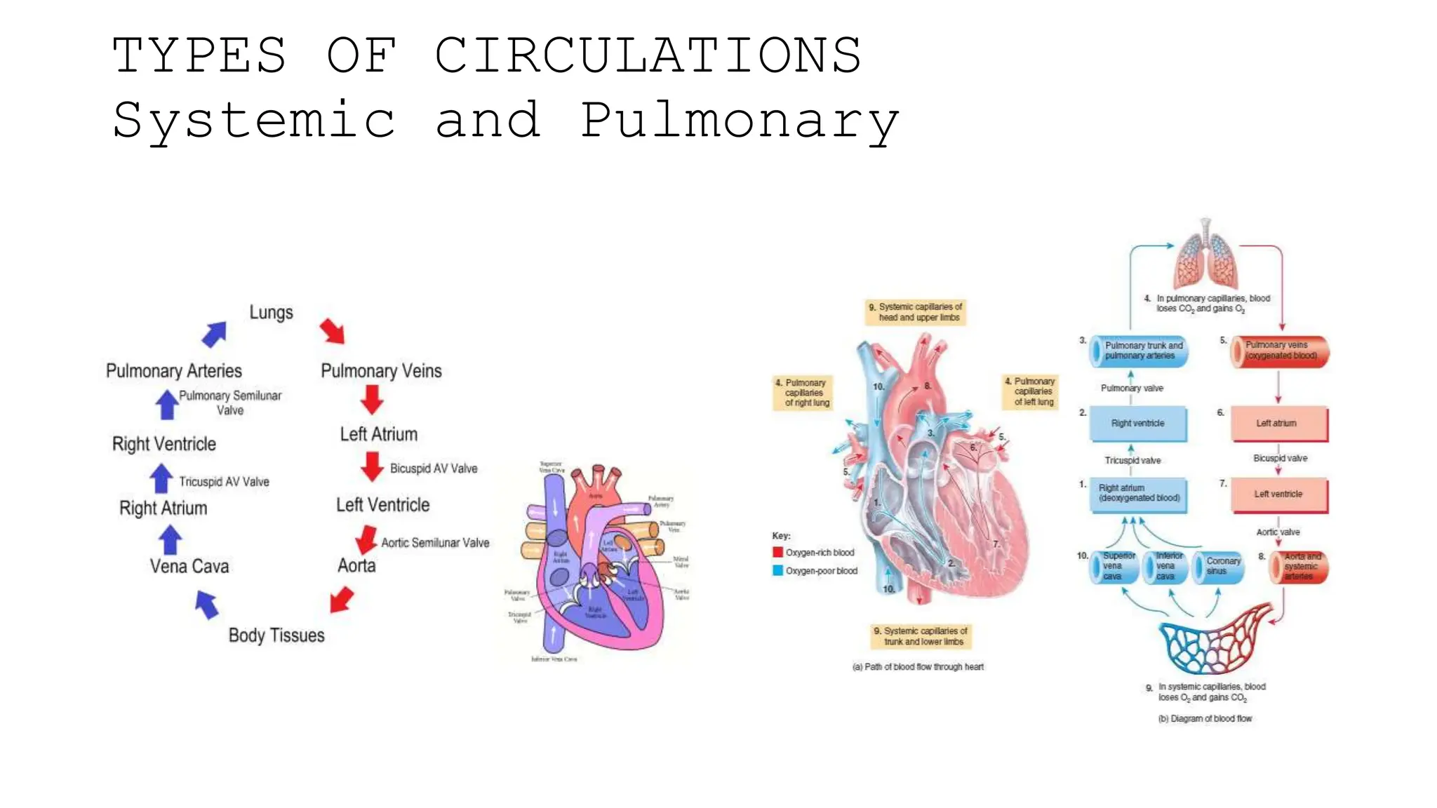 ANATOMY OF HEART - CARDIOVASCULAR SYSTEM | PPTX