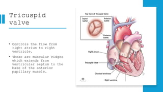 ANATOMY OF HEART - CARDIOVASCULAR SYSTEM | PPTX