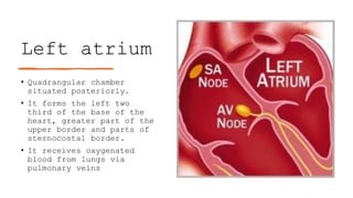 ANATOMY OF HEART - CARDIOVASCULAR SYSTEM | PPTX | Heart and ...