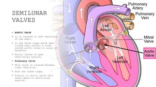 ANATOMY OF HEART - CARDIOVASCULAR SYSTEM | PPTX | Heart and ...
