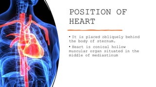 ANATOMY OF HEART - CARDIOVASCULAR SYSTEM | PPTX | Heart and ...