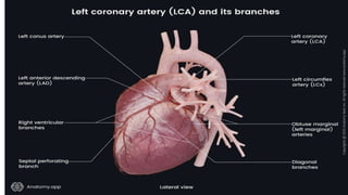 ANATOMY OF HEART - CARDIOVASCULAR SYSTEM | PPTX