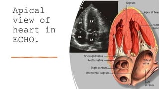 ANATOMY OF HEART - CARDIOVASCULAR SYSTEM | PPTX | Heart and ...