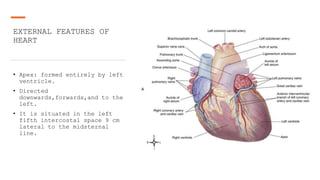 ANATOMY OF HEART - CARDIOVASCULAR SYSTEM | PPTX | Heart and ...