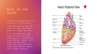 ANATOMY OF HEART - CARDIOVASCULAR SYSTEM | PPTX | Heart and ...