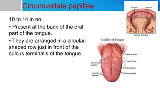 ANATOMY Of TONGUE for dental students pdf | PPTX