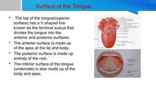 ANATOMY Of TONGUE for dental students pdf | PPTX