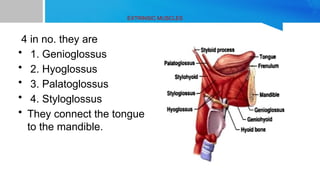 ANATOMY Of TONGUE for dental students pdf | PPTX