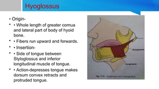 ANATOMY Of TONGUE for dental students pdf | PPTX