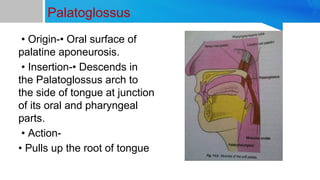 ANATOMY Of TONGUE for dental students pdf | PPTX
