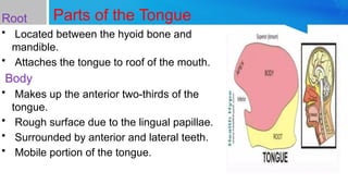ANATOMY Of TONGUE for dental students pdf | PPTX