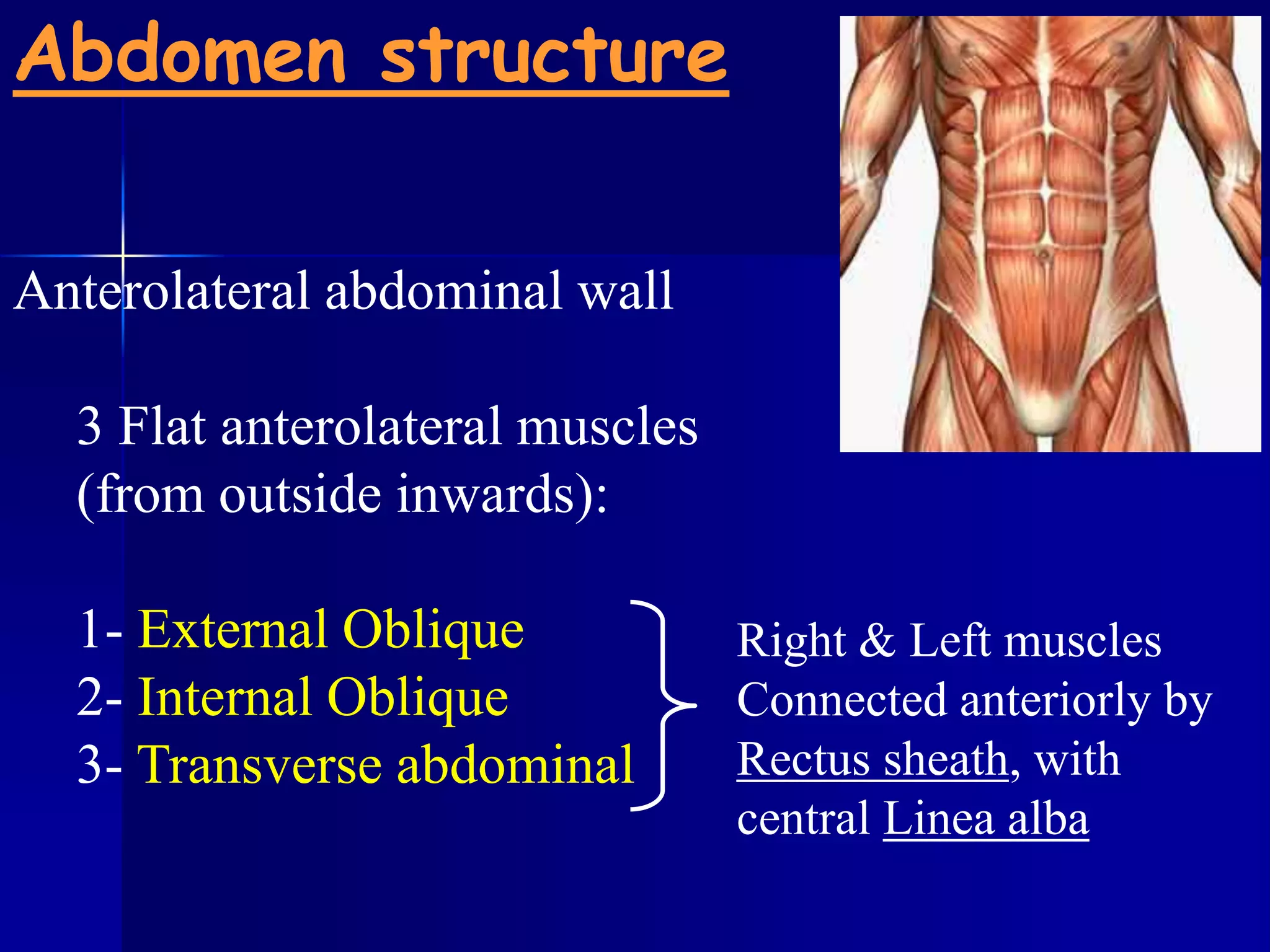 Anatomy 210 abdomen & pelvis for semester ii year 2012-2013 | PPTX