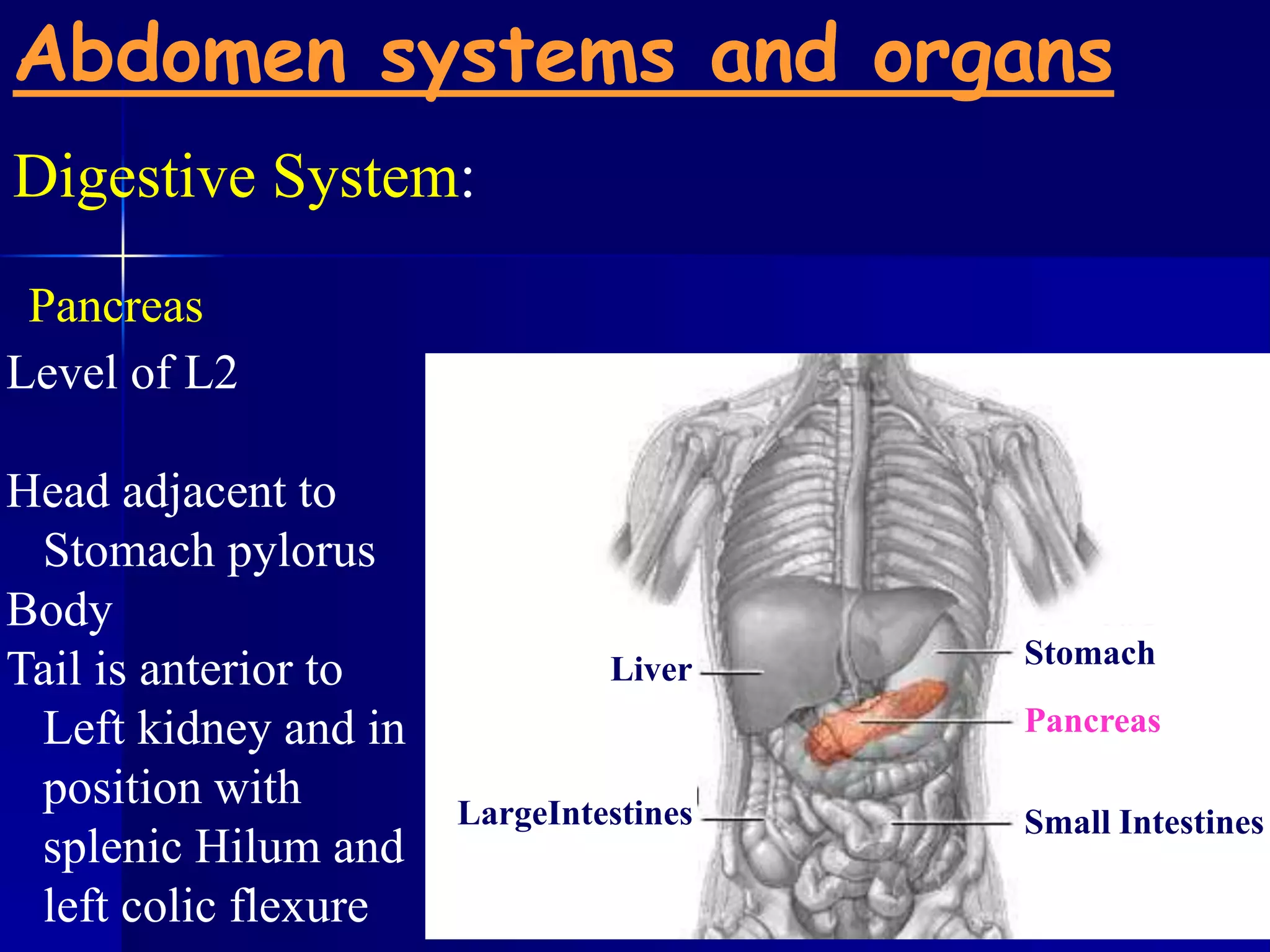Anatomy 210 abdomen & pelvis for semester ii year 2012-2013 | PPTX