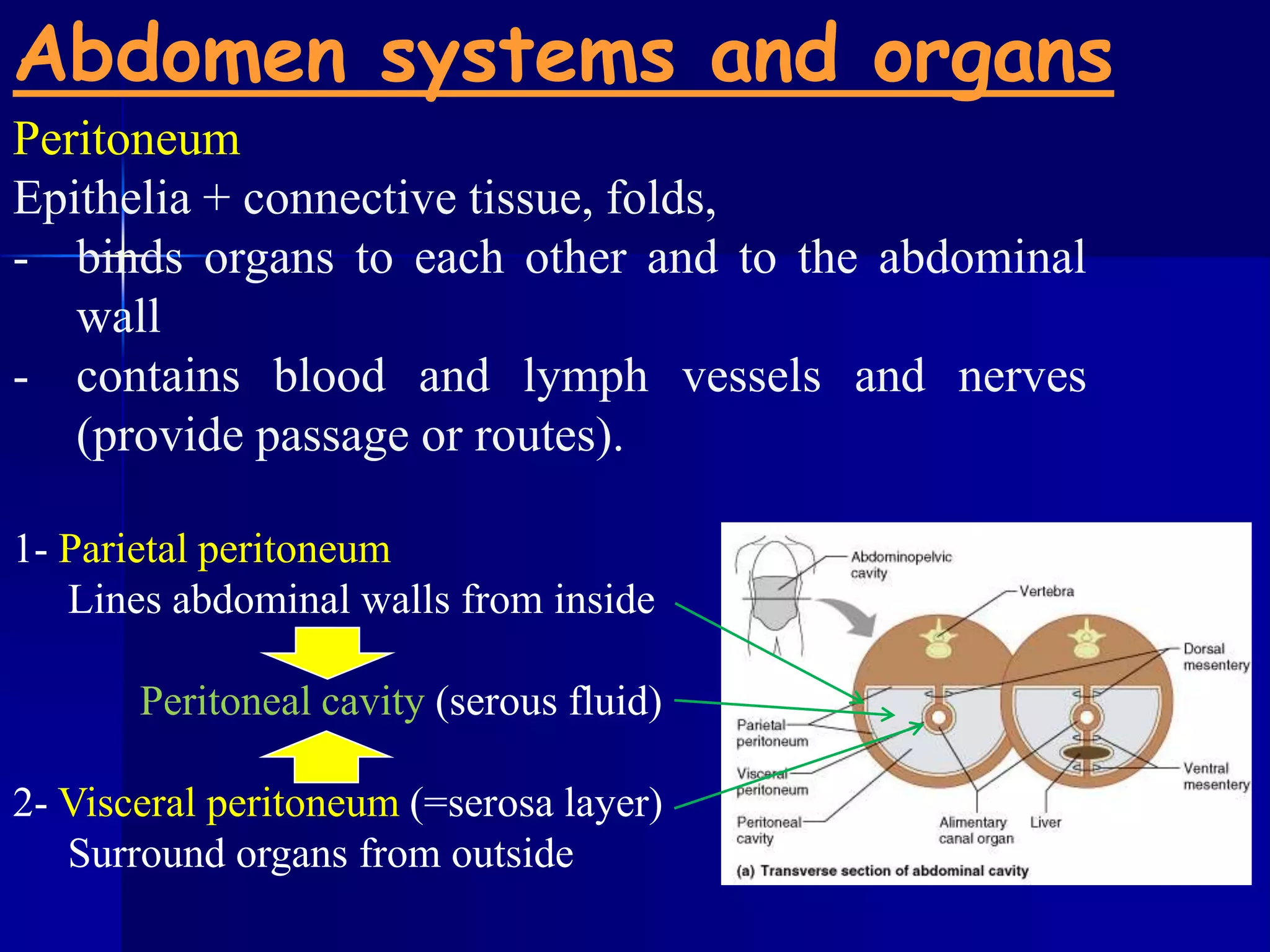 Anatomy 210 abdomen & pelvis for semester ii year 2012-2013 | PPTX