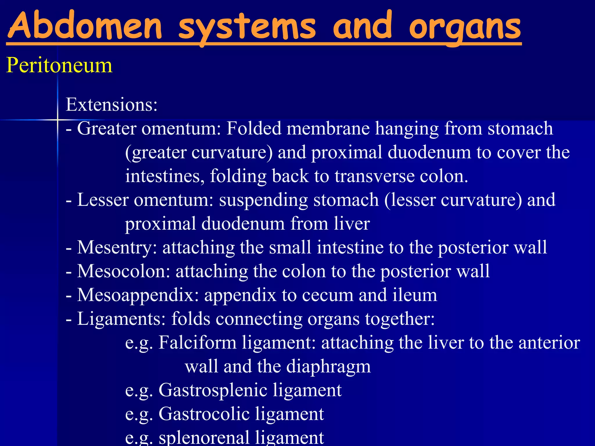 Anatomy 210 abdomen & pelvis for semester ii year 2012-2013 | PPTX