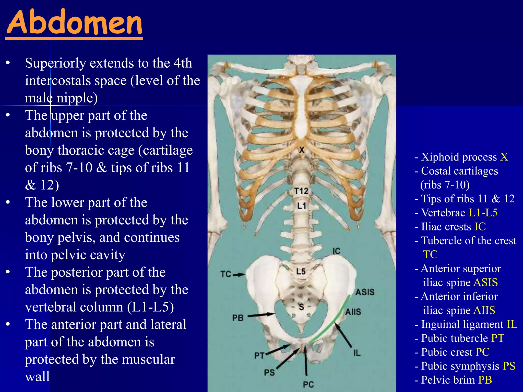 Anatomy 210 abdomen & pelvis for semester ii year 2012-2013 | PPTX