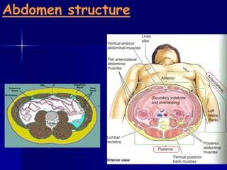 Anatomy 210 abdomen & pelvis for semester ii year 2012-2013 | PPTX