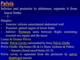 Anatomy 210 abdomen & pelvis for semester ii year 2012-2013 | PPTX
