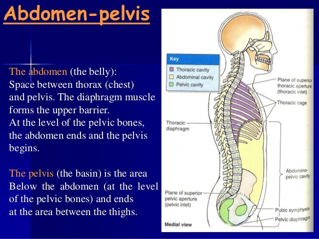 Anatomy 210 abdomen & pelvis for semester ii year 2012-2013