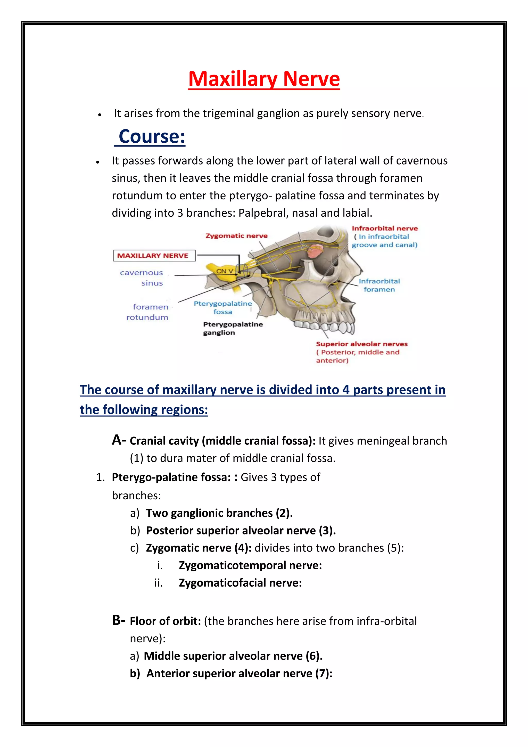 Maxillary Nerve & Artry | PDF