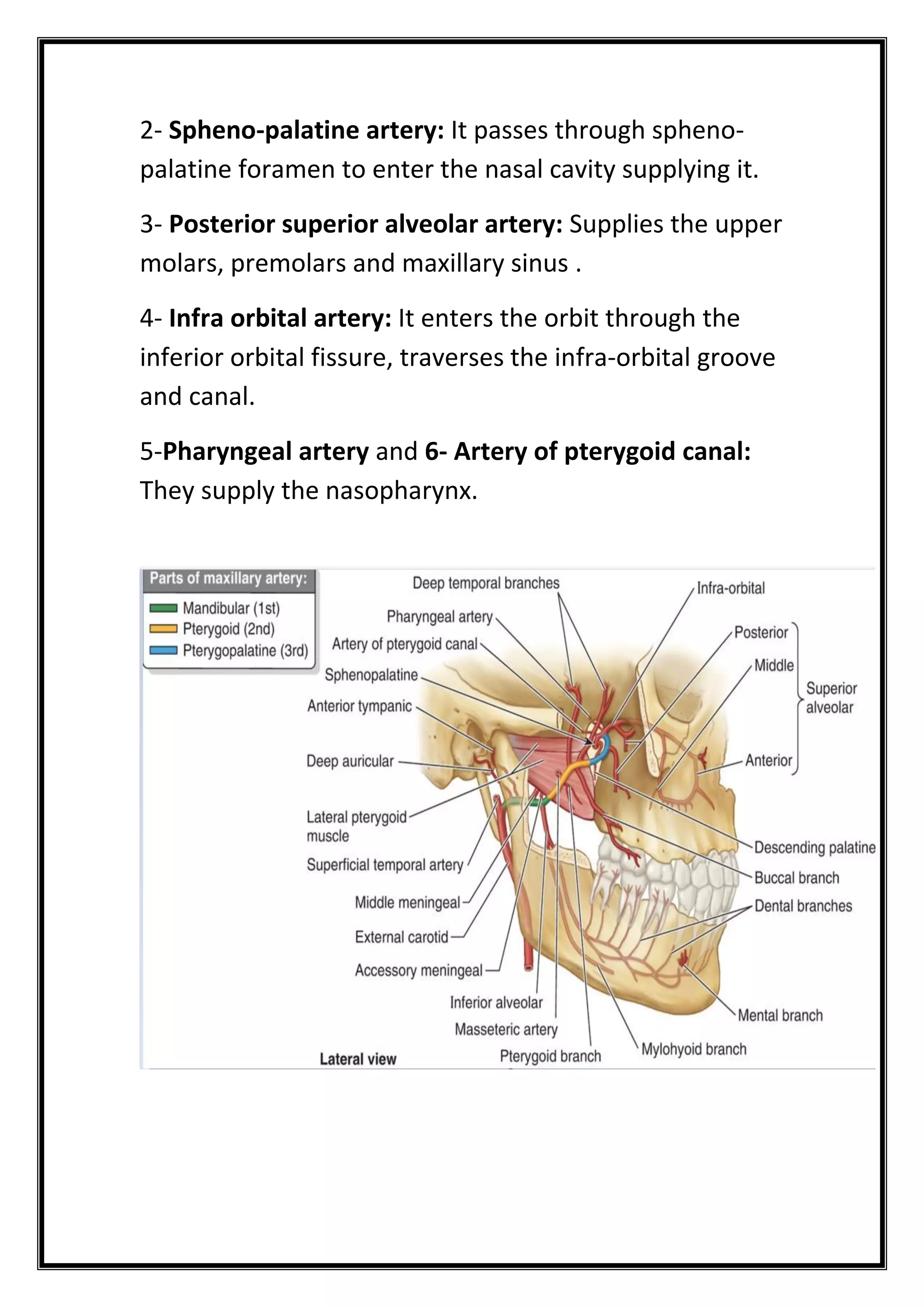 Maxillary Nerve & Artry | PDF