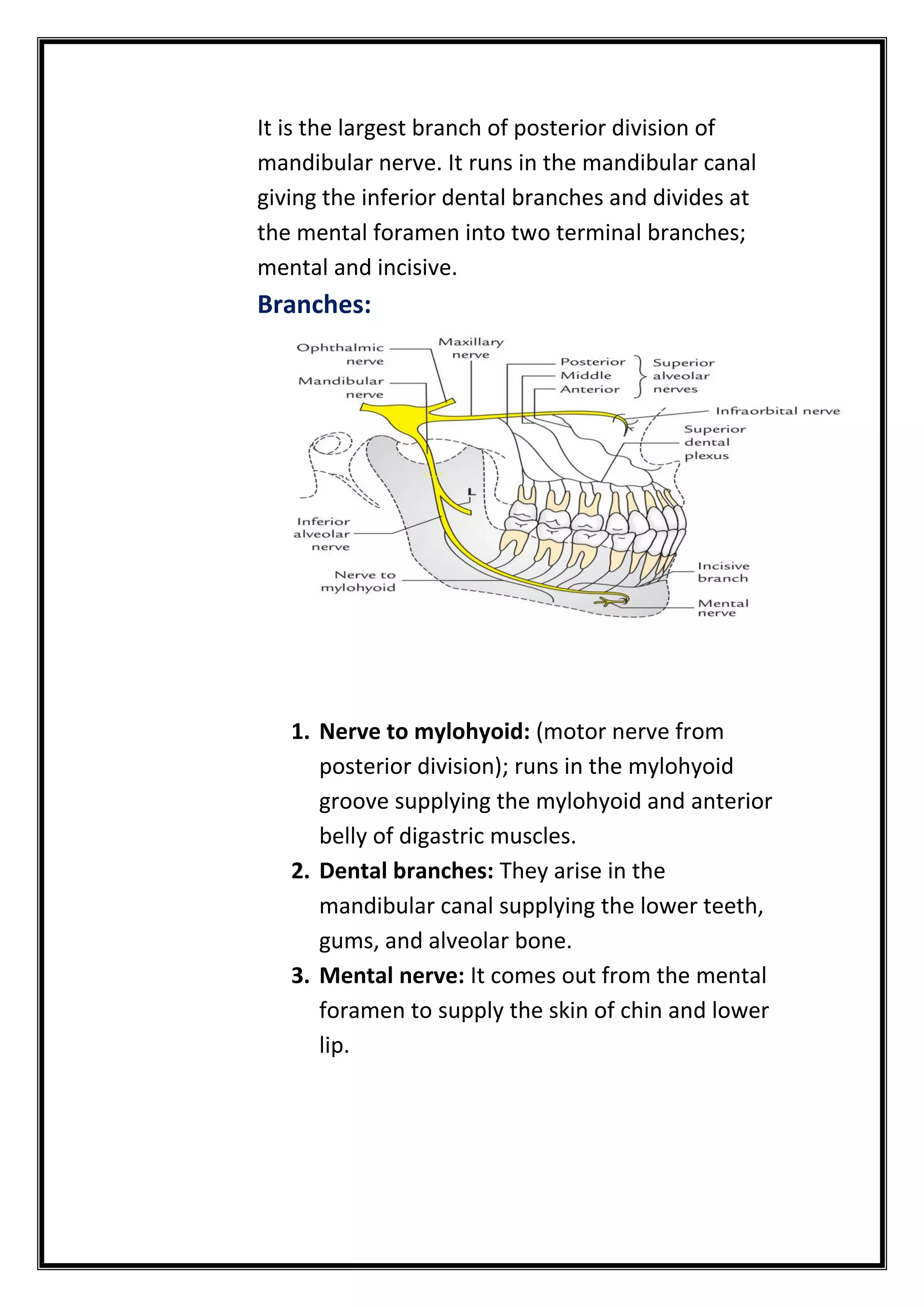 Maxillary Nerve & Artry | PDF