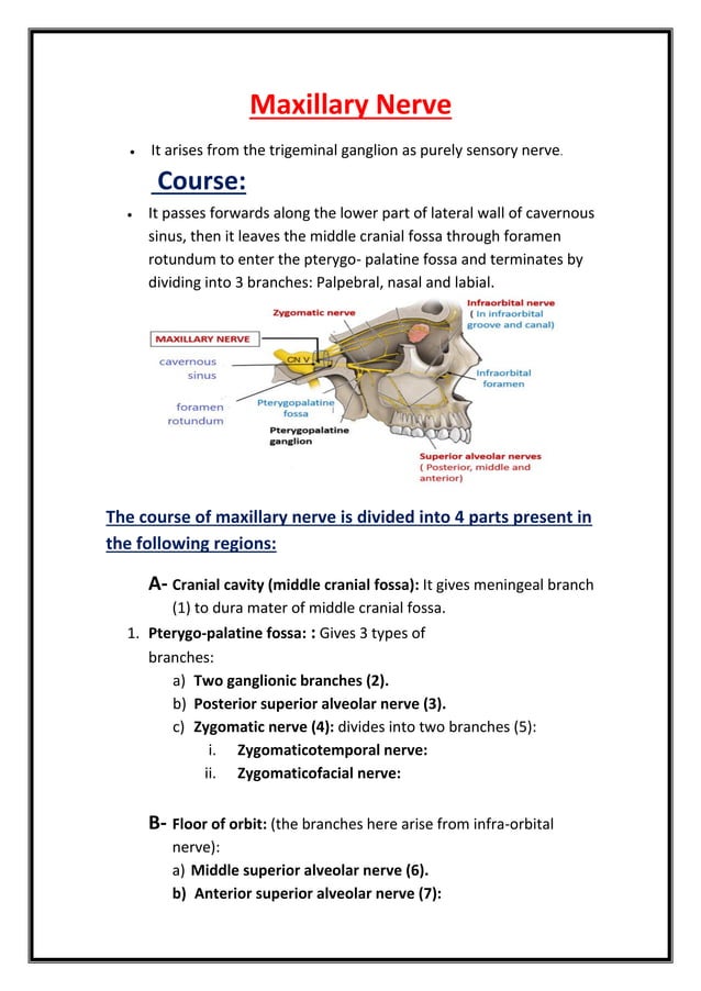 Maxillary Nerve & Artry | PDF