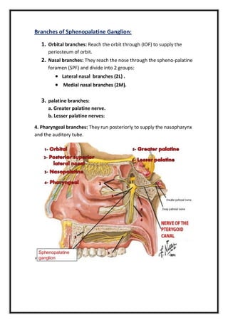 Maxillary Nerve & Artry | PDF