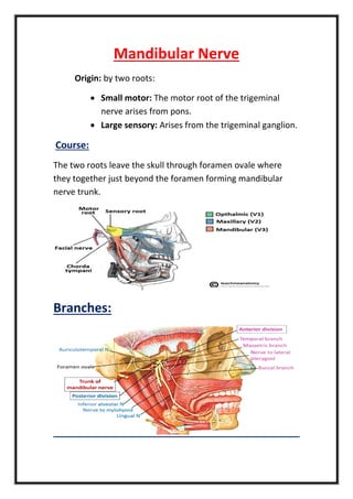 Maxillary Nerve & Artry | PDF