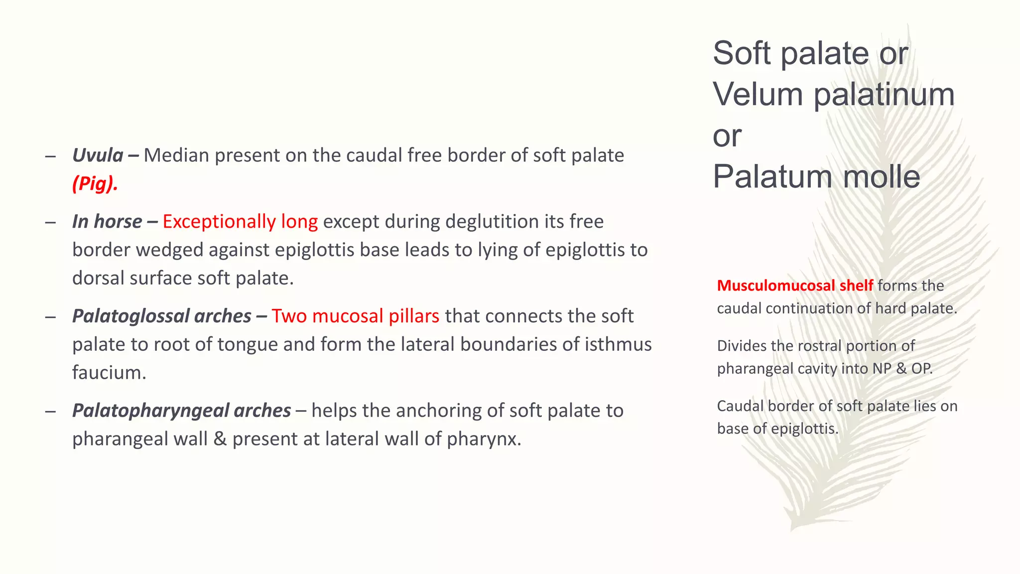 Anatomy of oral cavity in animals | pharynx | salivary glands | PPTX