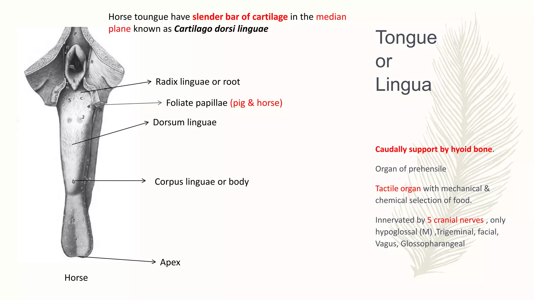 Anatomy of oral cavity in animals | pharynx | salivary glands | PPTX
