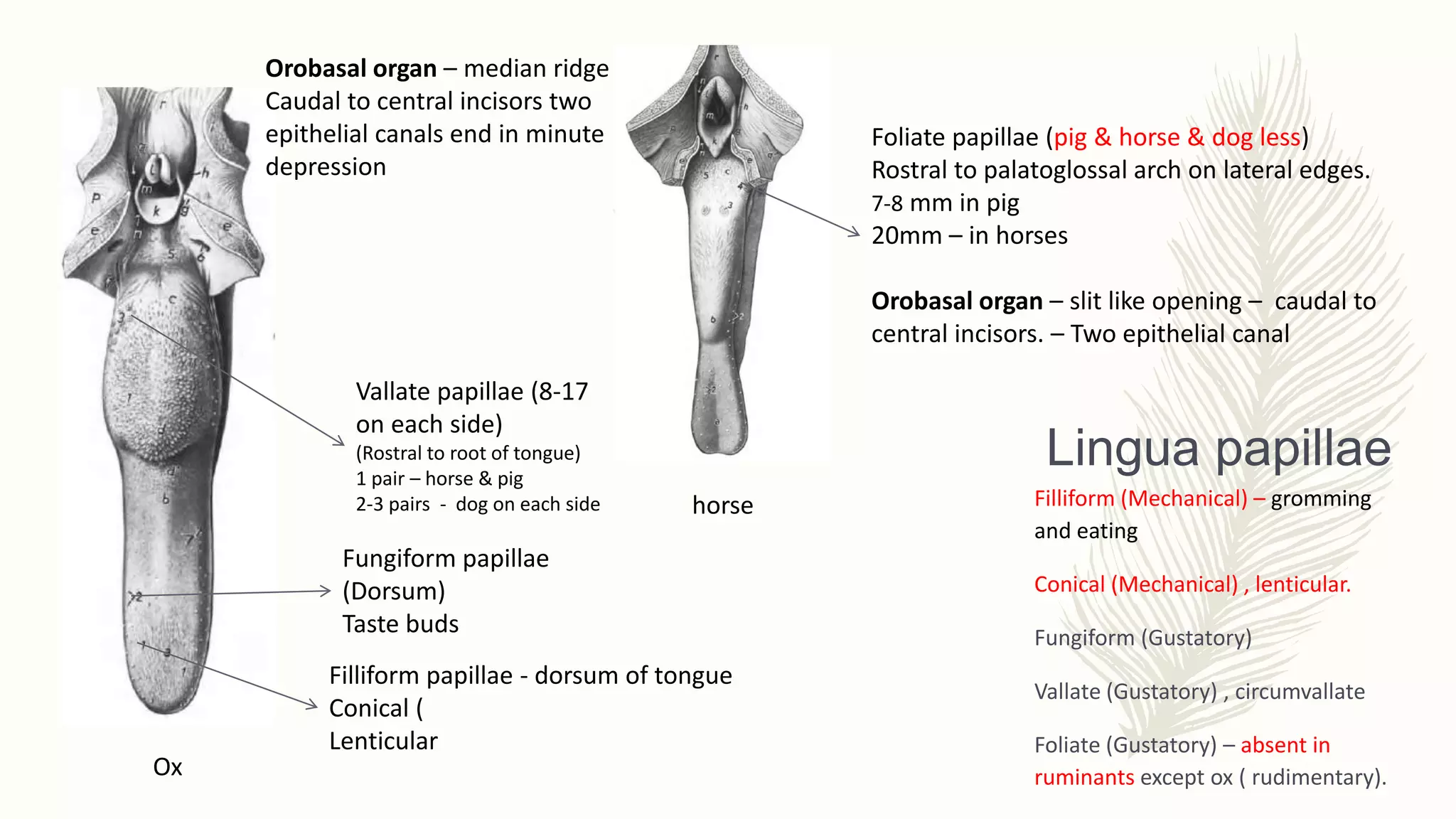 Bovine Tongue Anatomy