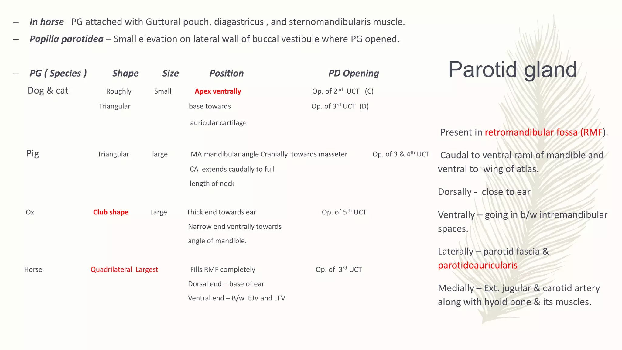 Anatomy of oral cavity in animals | pharynx | salivary glands | PPTX