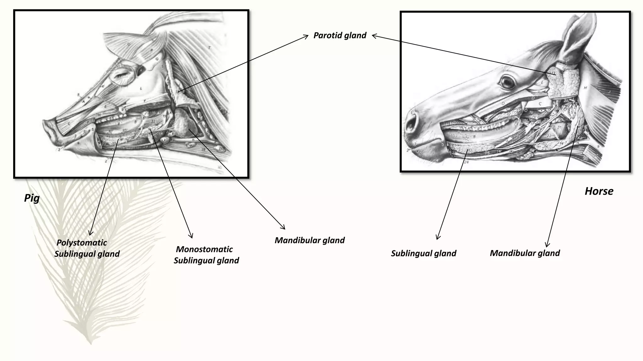 Anatomy of oral cavity in animals | pharynx | salivary glands | PPTX
