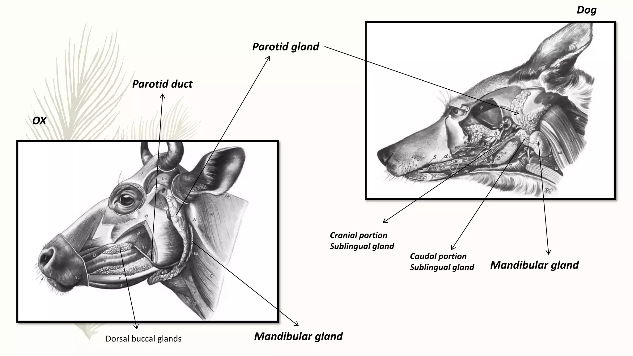 Anatomy of oral cavity in animals | pharynx | salivary glands | PPTX