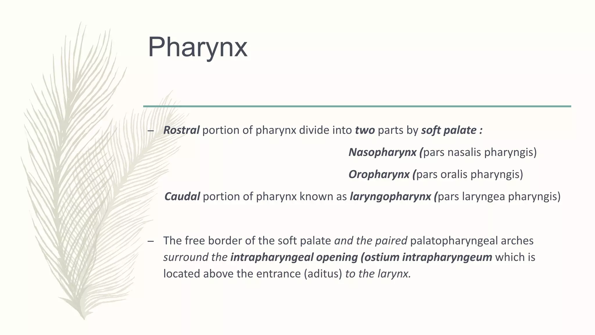 Anatomy of oral cavity in animals | pharynx | salivary glands | PPTX