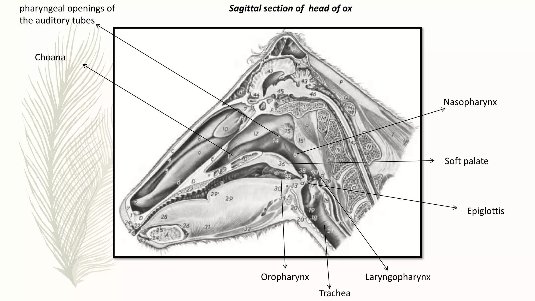Anatomy of oral cavity in animals | pharynx | salivary glands | PPTX