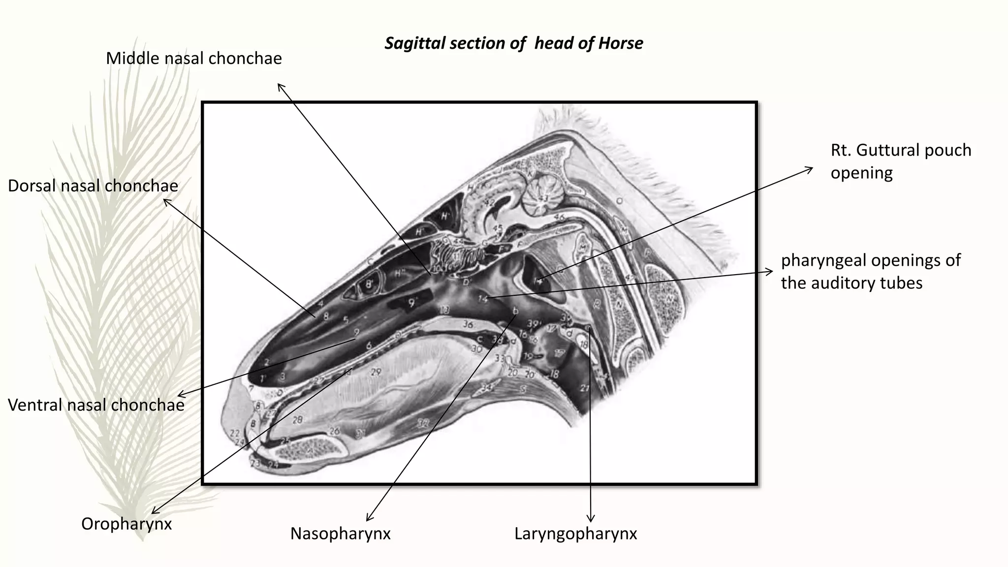 Anatomy of oral cavity in animals | pharynx | salivary glands | PPTX