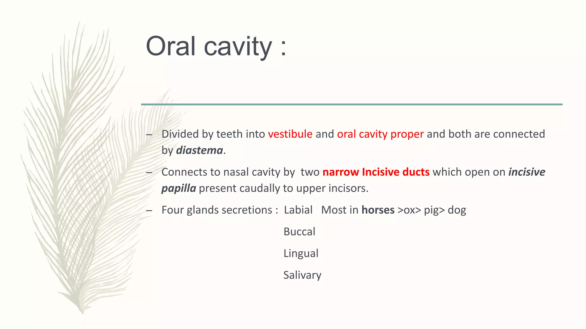 Anatomy of oral cavity in animals | pharynx | salivary glands | PPTX