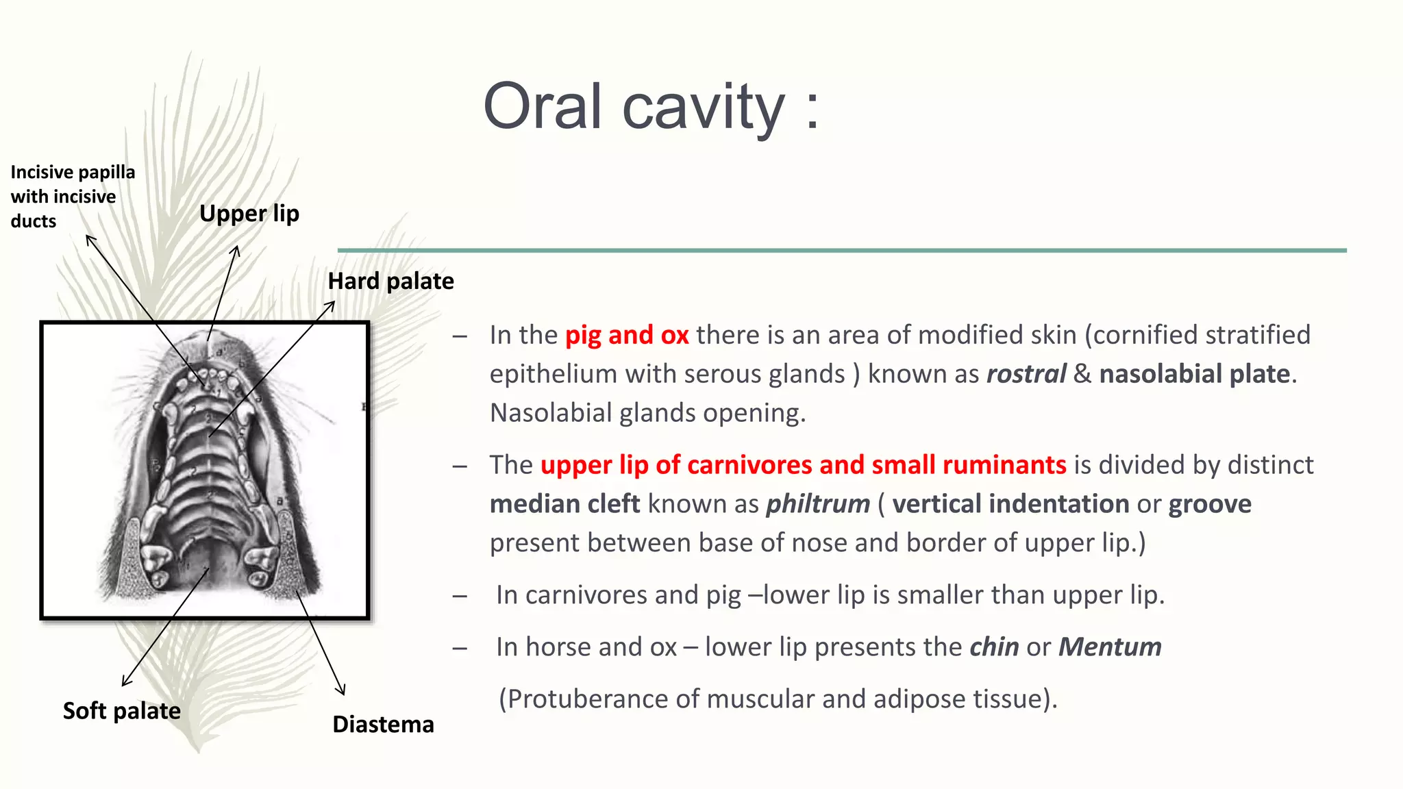 Anatomy of oral cavity in animals | pharynx | salivary glands | PPTX
