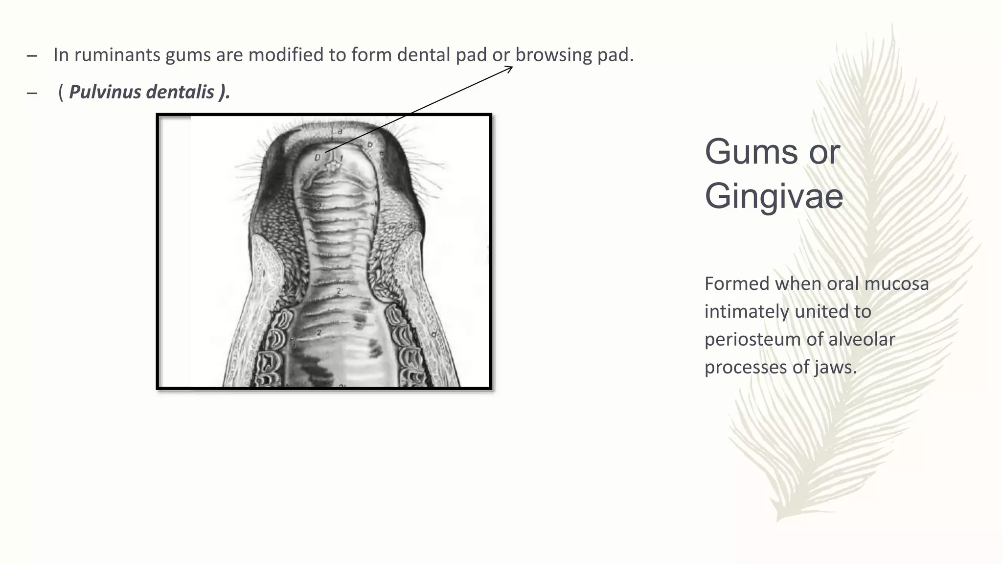 Anatomy of oral cavity in animals | pharynx | salivary glands | PPTX