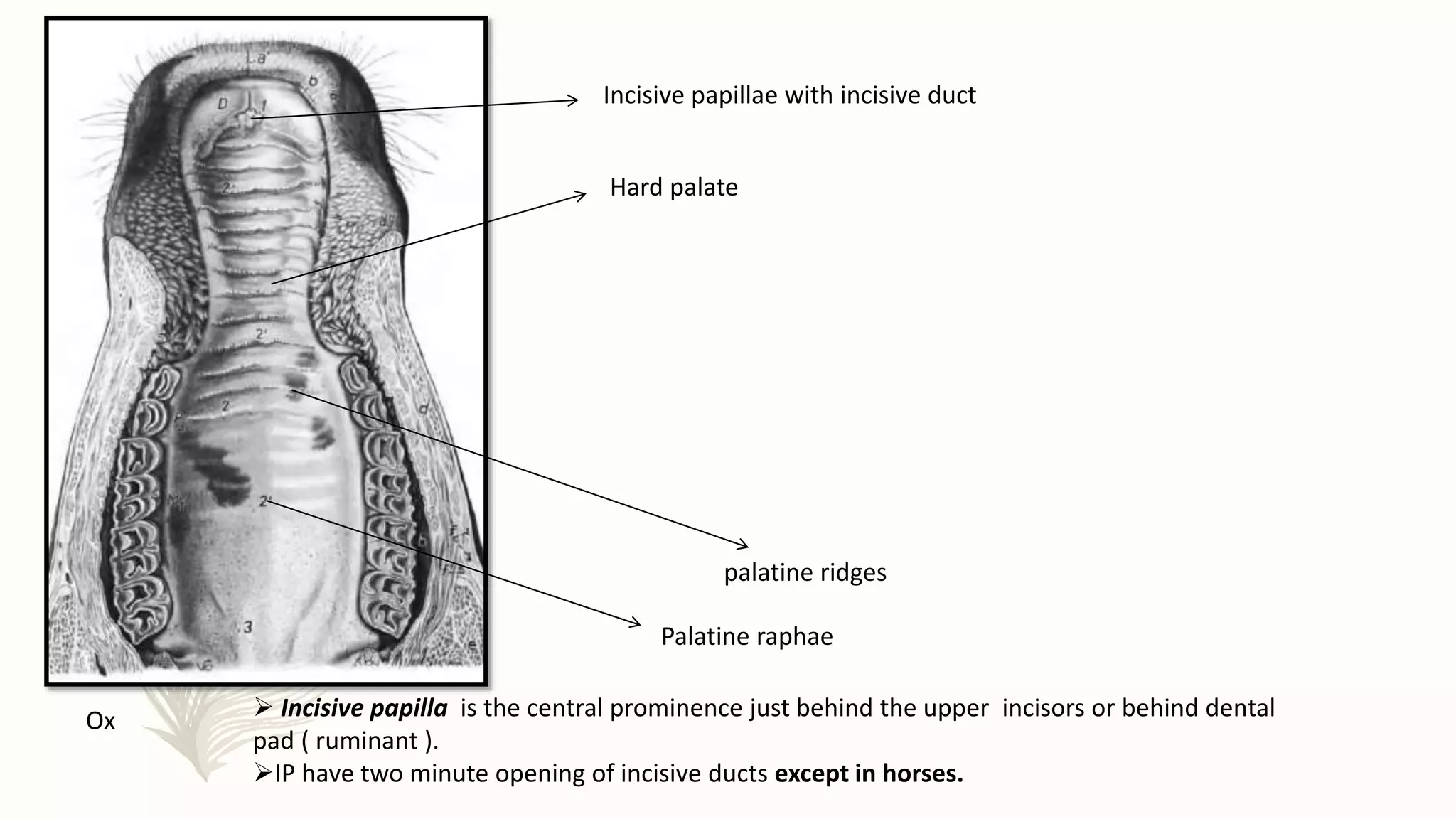Anatomy of oral cavity in animals | pharynx | salivary glands | PPTX