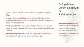Anatomy of oral cavity in animals | pharynx | salivary glands | PPTX