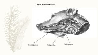 Anatomy of oral cavity in animals | pharynx | salivary glands | PPTX