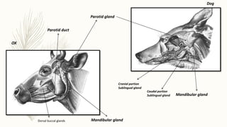 Anatomy of oral cavity in animals | pharynx | salivary glands | PPTX