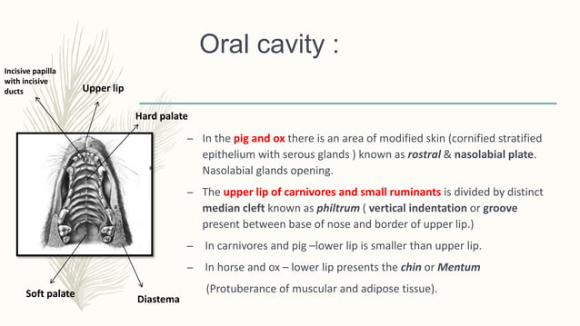 Anatomy of oral cavity in animals | pharynx | salivary glands | PPTX ...
